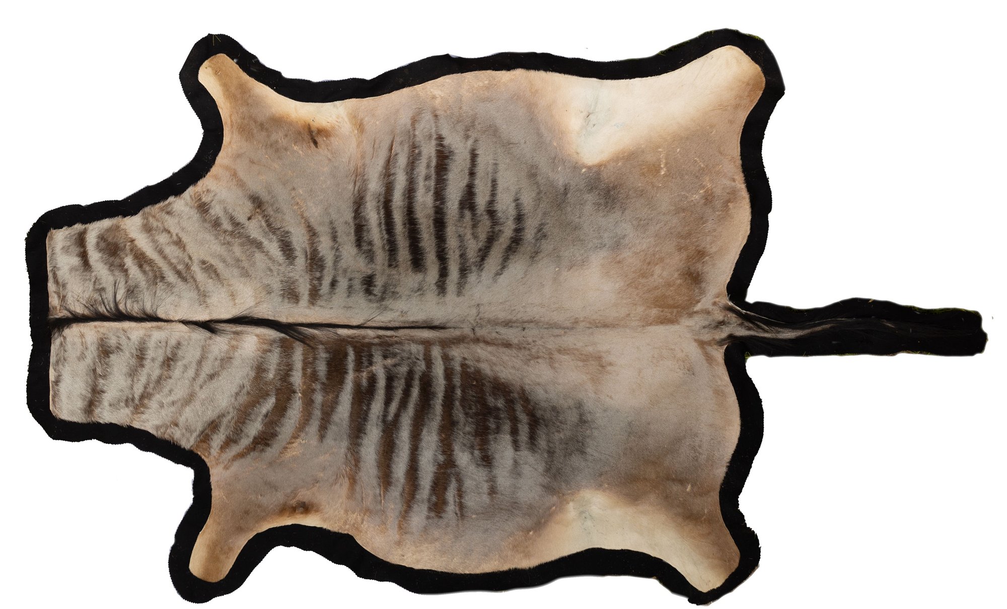 Beautiful African Wildebeest Full Body Tanned Hide On Felt Backing ...